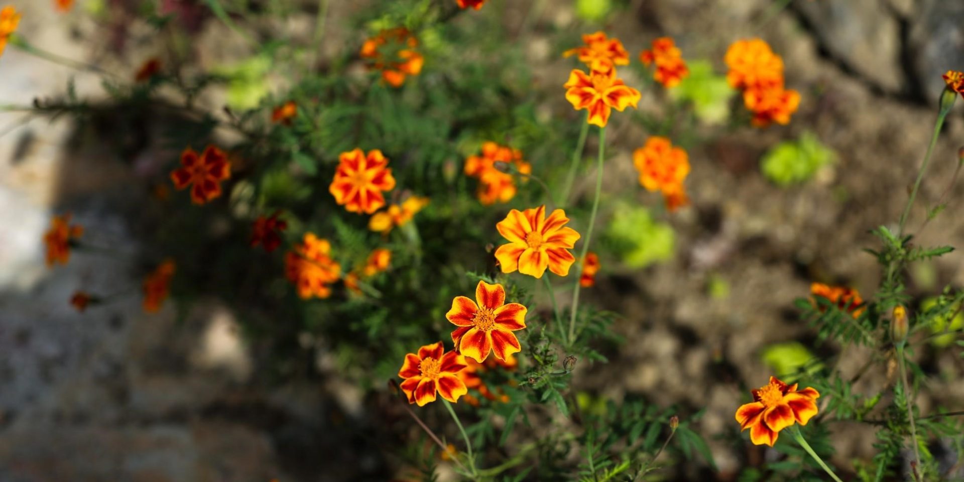 FALL IN LOVE WITH THE FLOWER SEASON IN HA GIANG